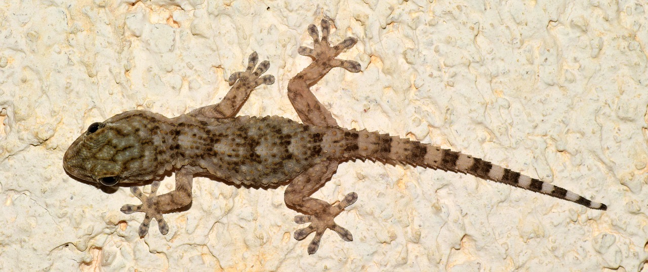 Your Neighborhood Gecko – Compassion Crossing