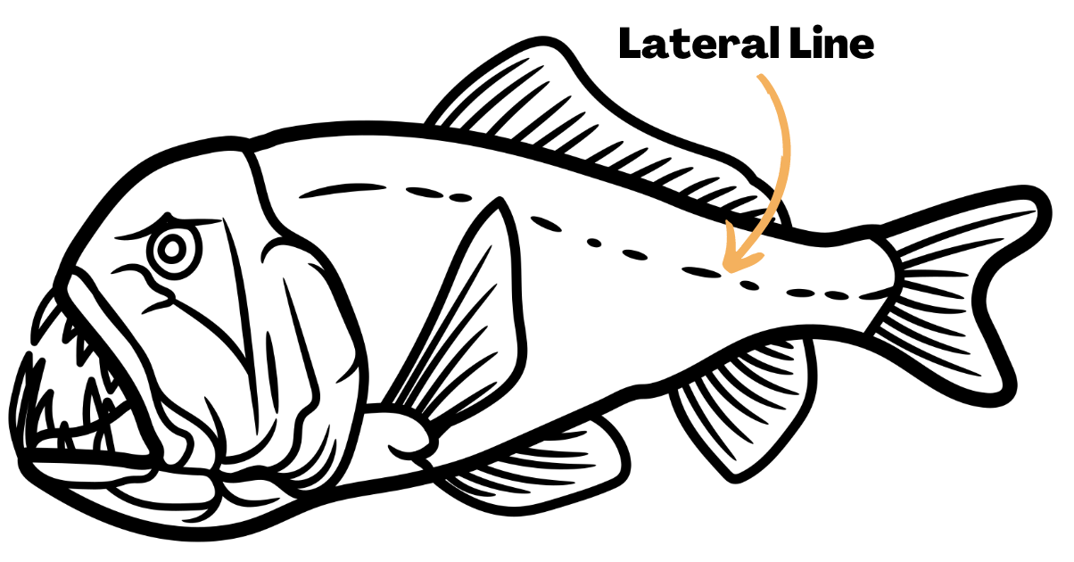 Diving Deep: the Fangtooth Fish – Compassion Crossing