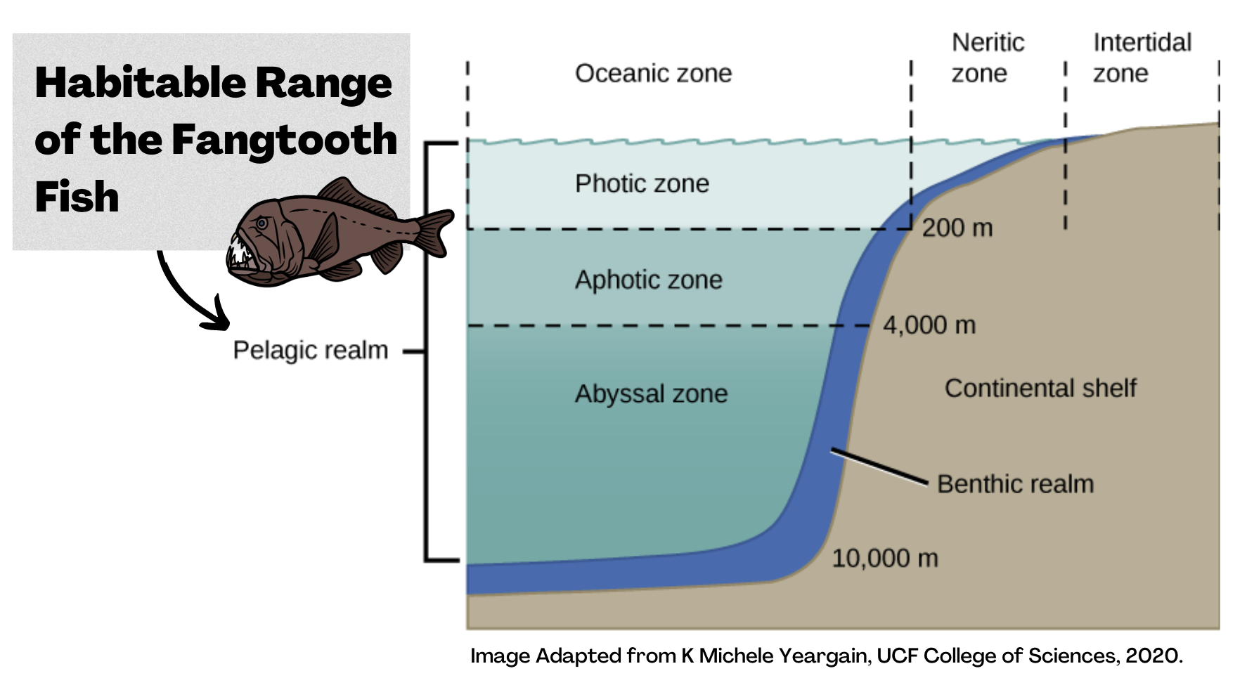 Diving Deep: the Fangtooth Fish – Compassion Crossing